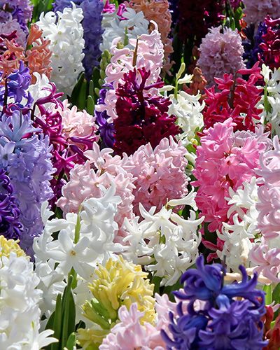 Hyacinths Mix - Frilandshyacinter - DSN A/S